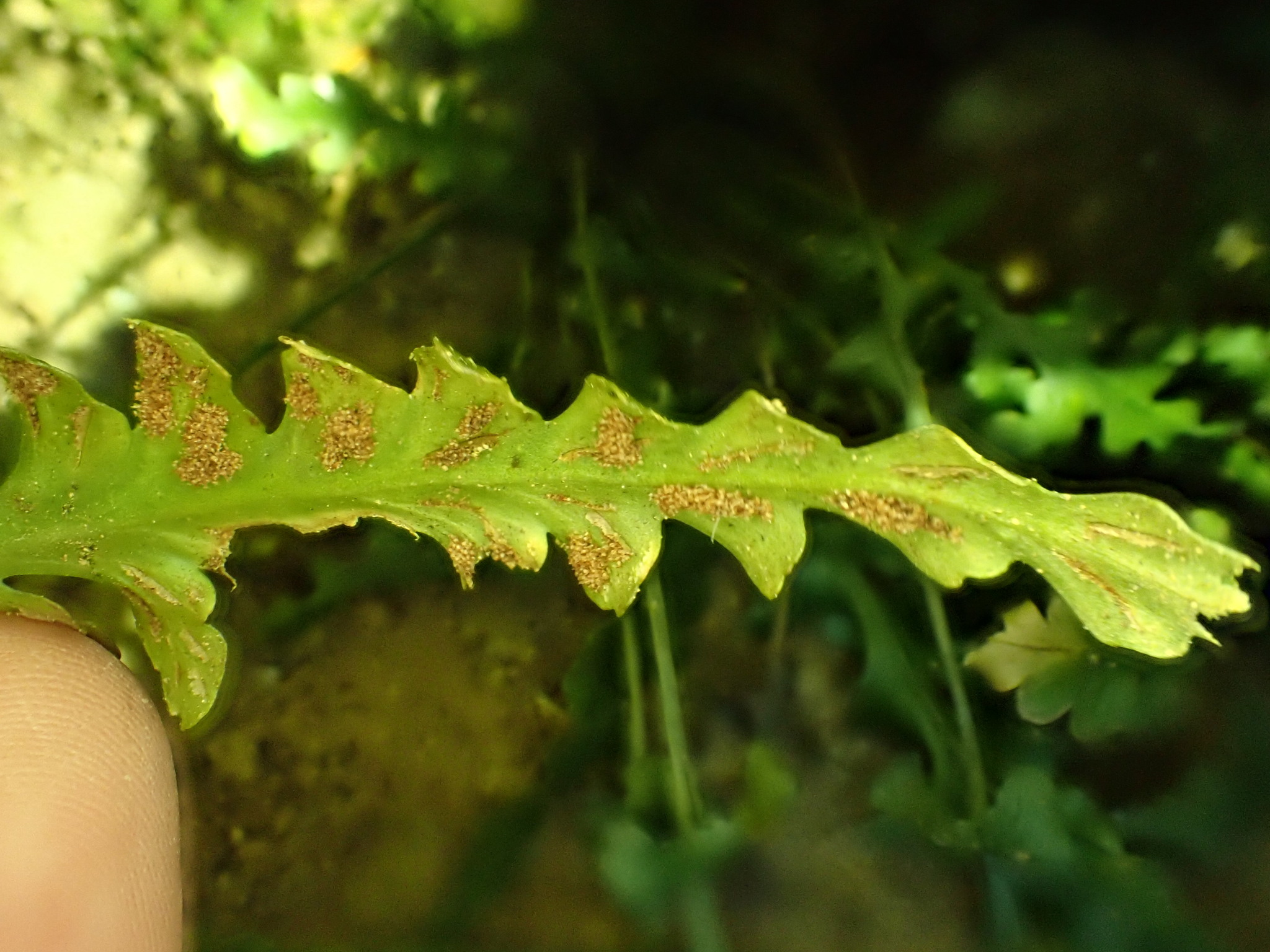 Asplenium pinnatifidum Nutt.