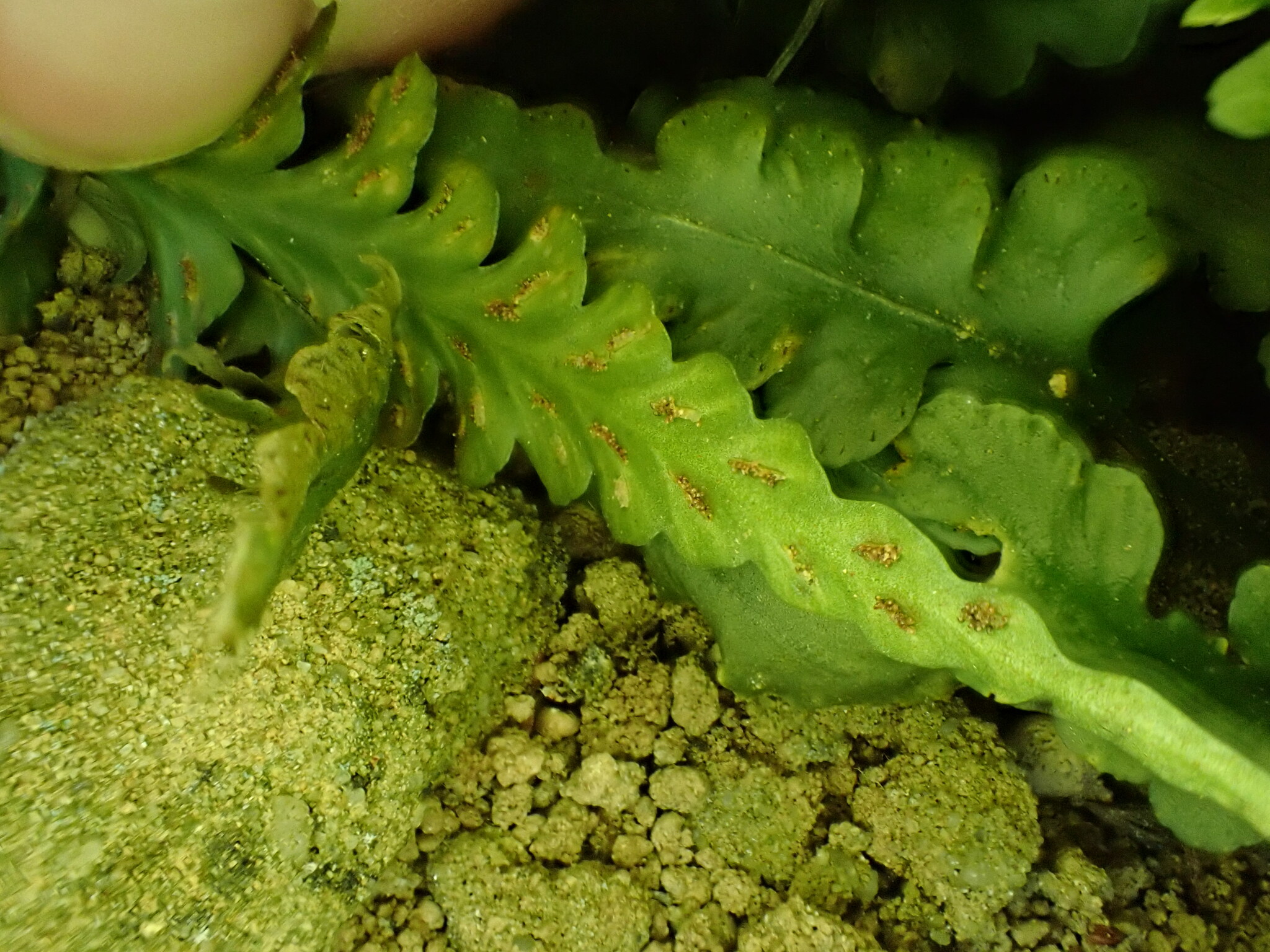 Asplenium pinnatifidum Nutt.