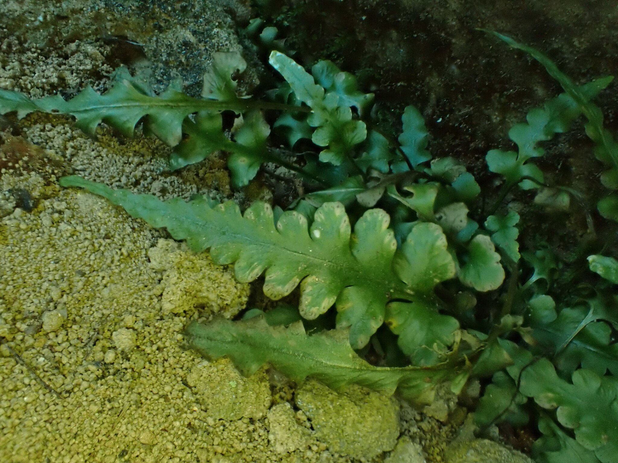 Asplenium pinnatifidum Nutt.