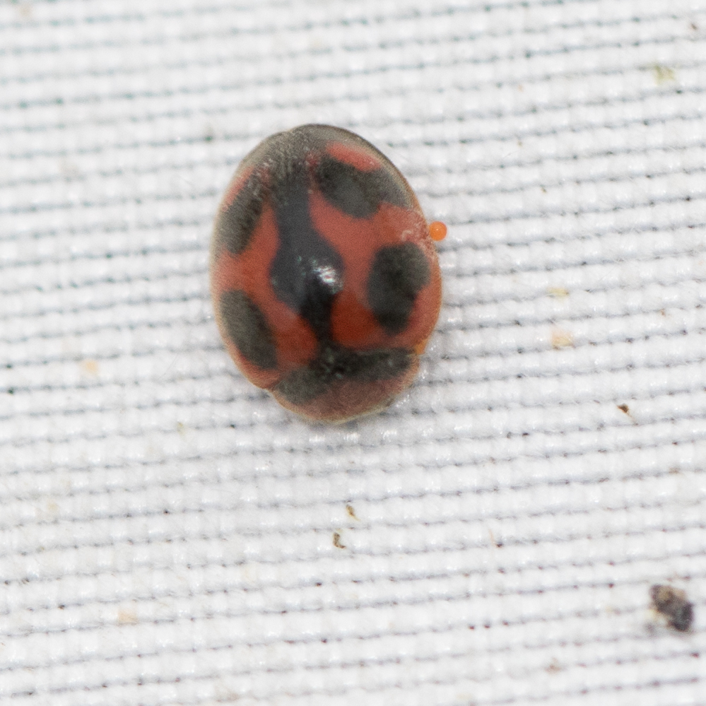 Vedalia Beetle from 17390 La Tremblade, France on February 1, 2021 at ...