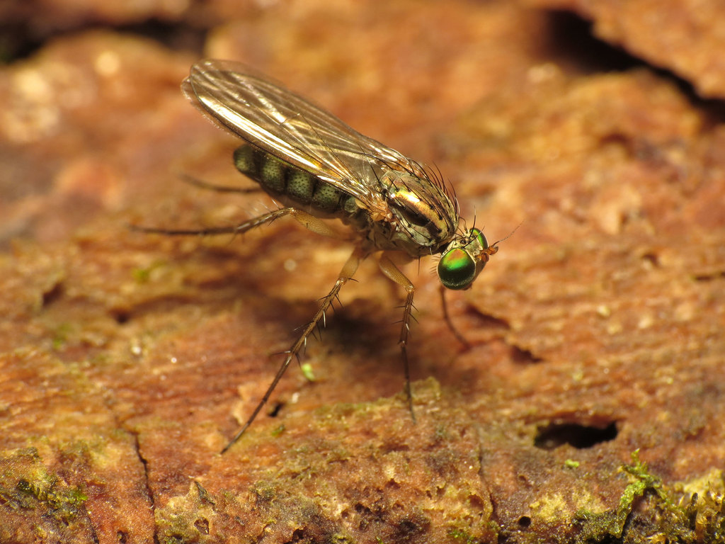 Dolichopus from Washington, District of Columbia, United States on July ...