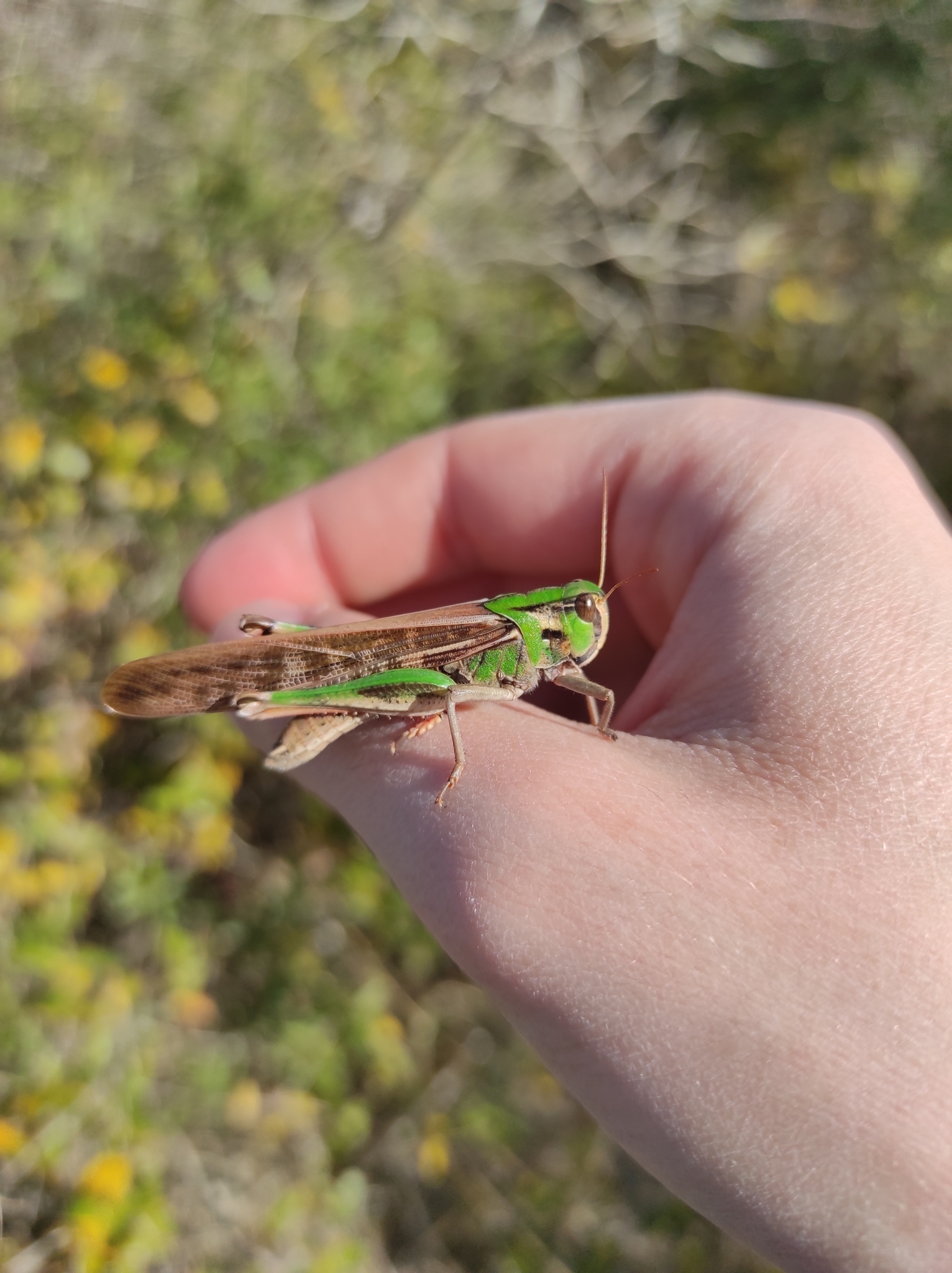 Locusta migratoria (Linnaeus, 1758)