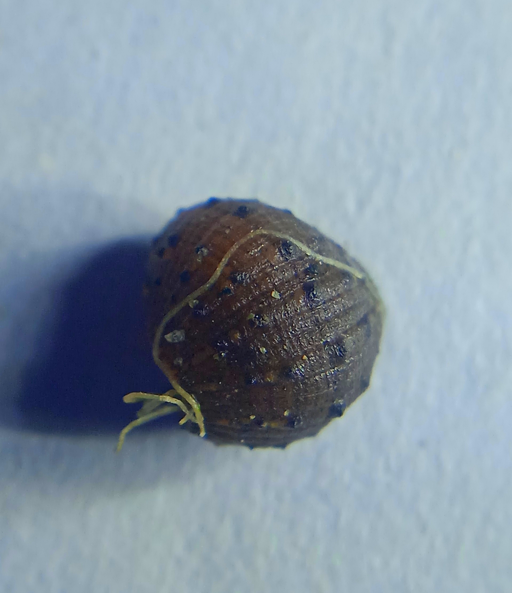 Helobdella europaea Kutschera, 1987