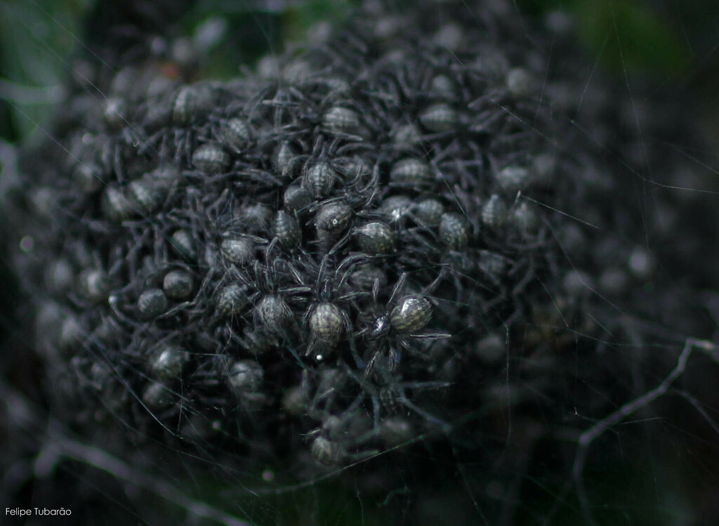 Brazilian Wandering Spider from Reserva Biológica Estadual de Araras on ...