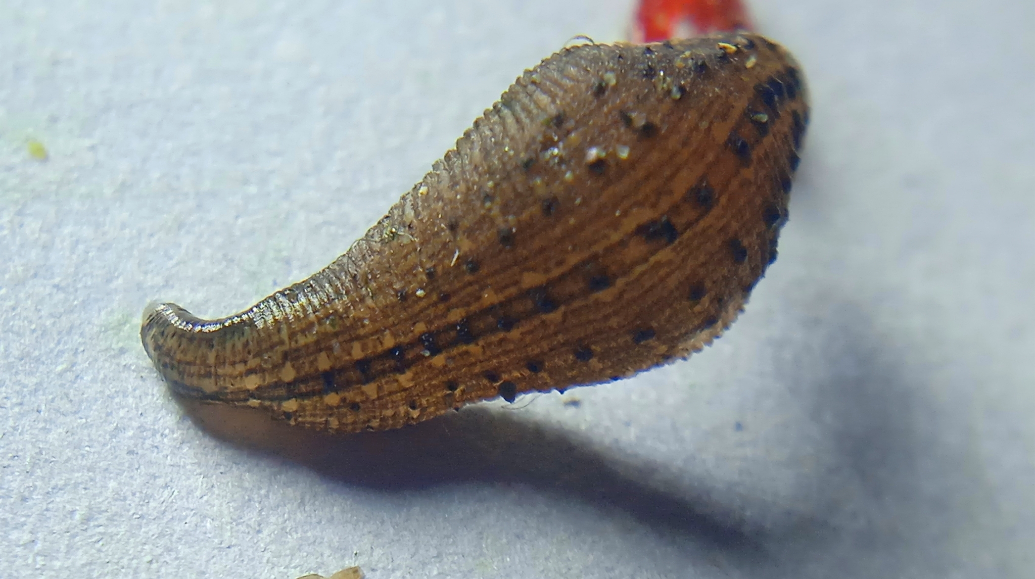 Helobdella europaea Kutschera, 1987