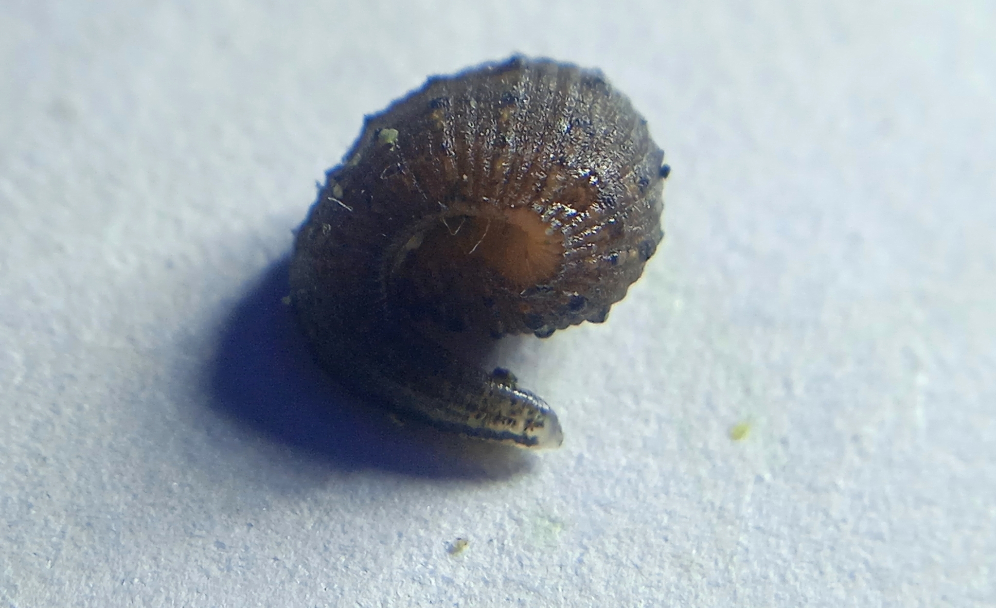 Helobdella europaea Kutschera, 1987