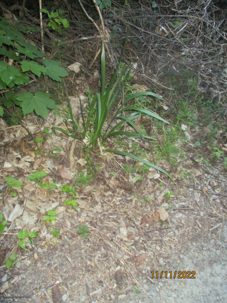 Stinking iris from Frankton, Queenstown, New Zealand on November 11 ...