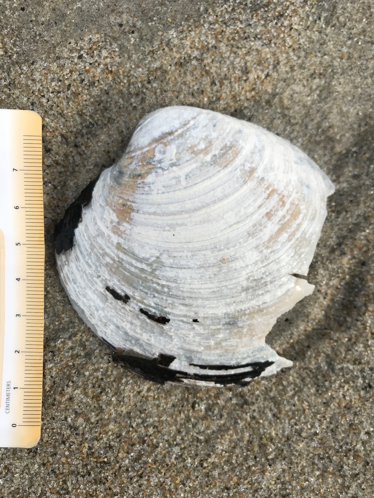 Arctica islandica (Linnaeus, 1767)