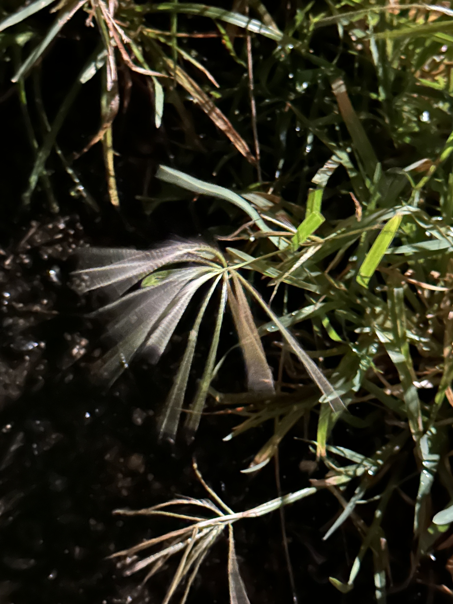 Chloris radiata (L.) Sw.