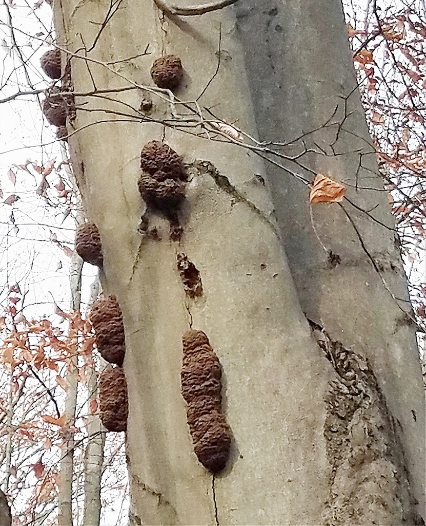 Sweet knot in December 2021 by berniek · iNaturalist