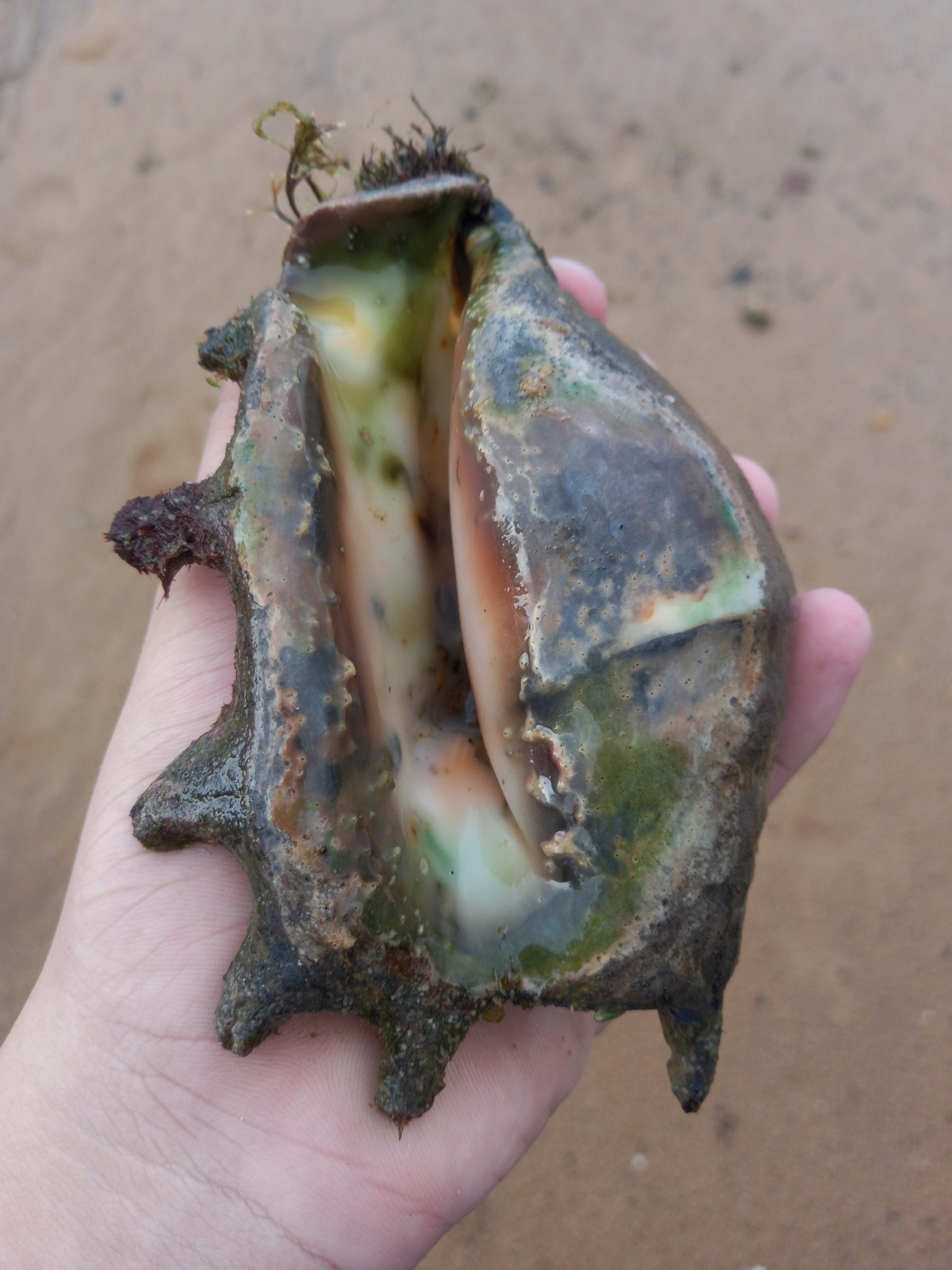 Lambis lambis (Linnaeus, 1758)