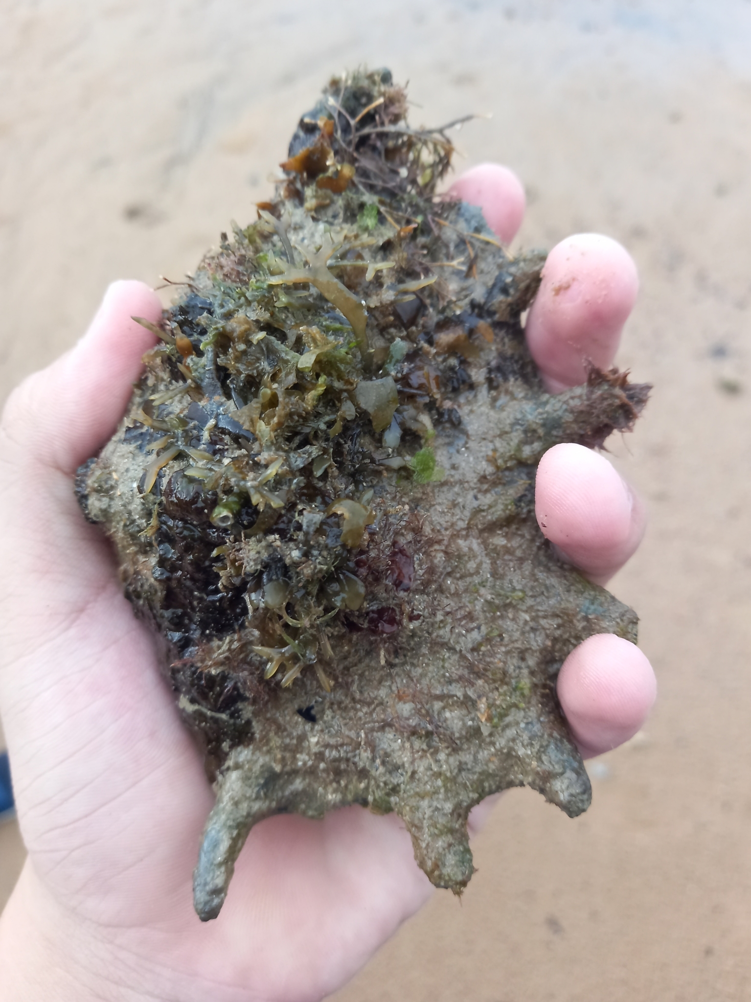 Lambis lambis (Linnaeus, 1758)