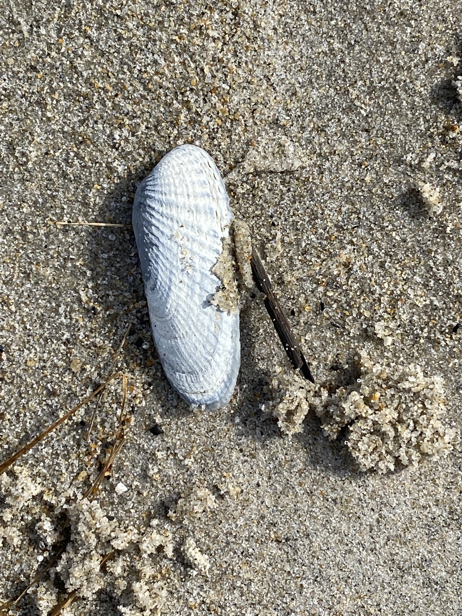 Petricolaria pholadiformis (Lamarck, 1818)