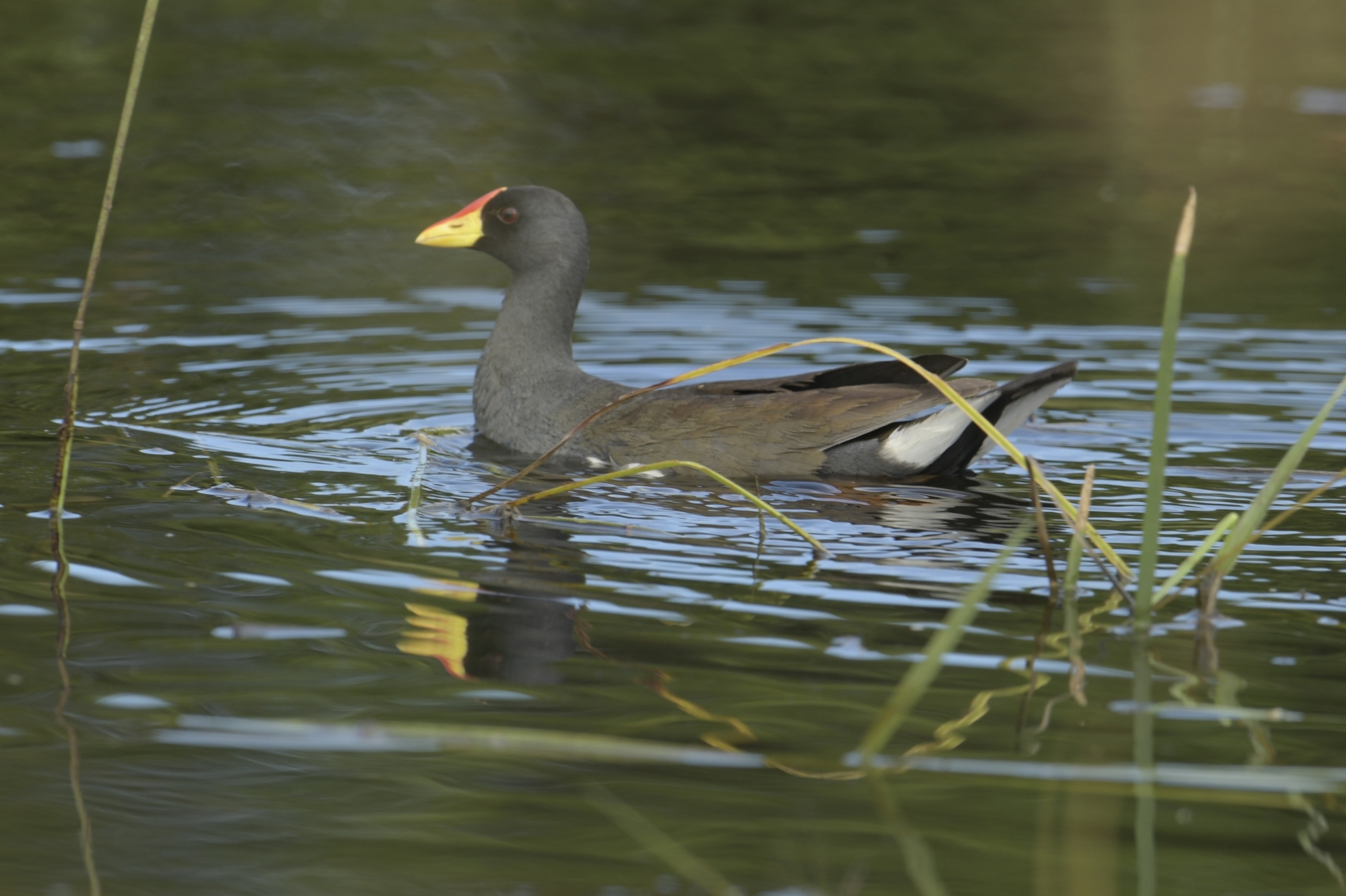Gallinula angulata Sundevall, 1850