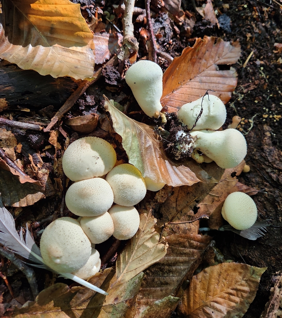 puffballs in October 2022 by berniek · iNaturalist