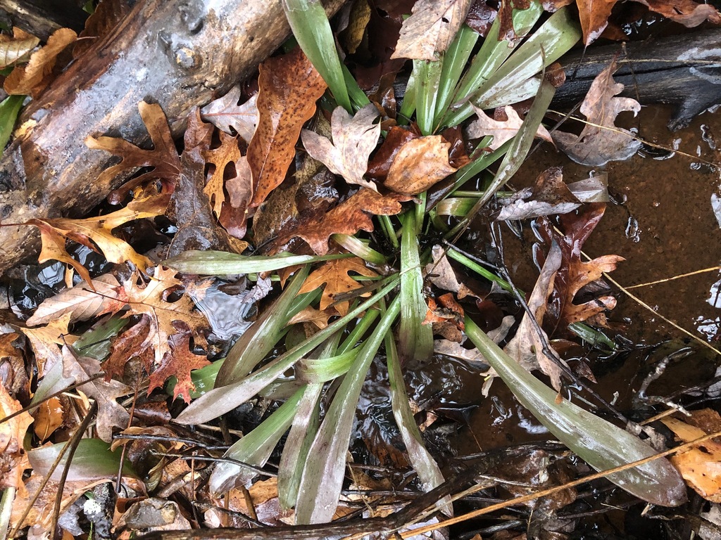 swamp pink in December 2019 by smartinbiologist · iNaturalist