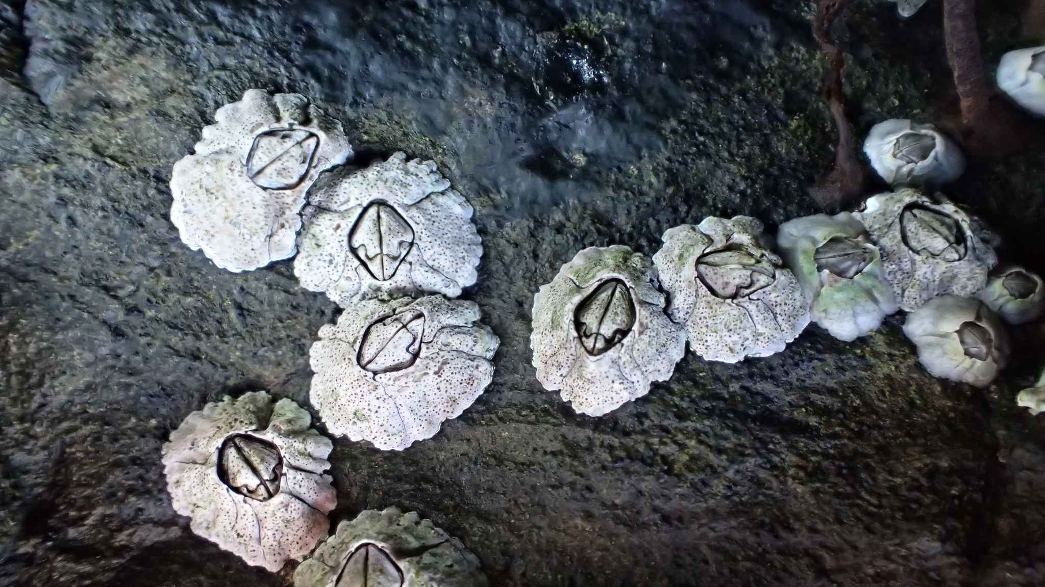 Pyrenocollema Reinke, 1895