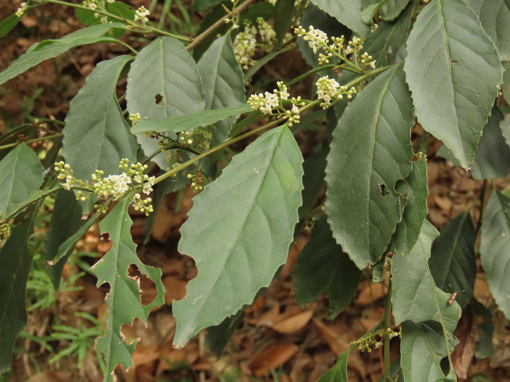 Maesa perlaria var. perlaria