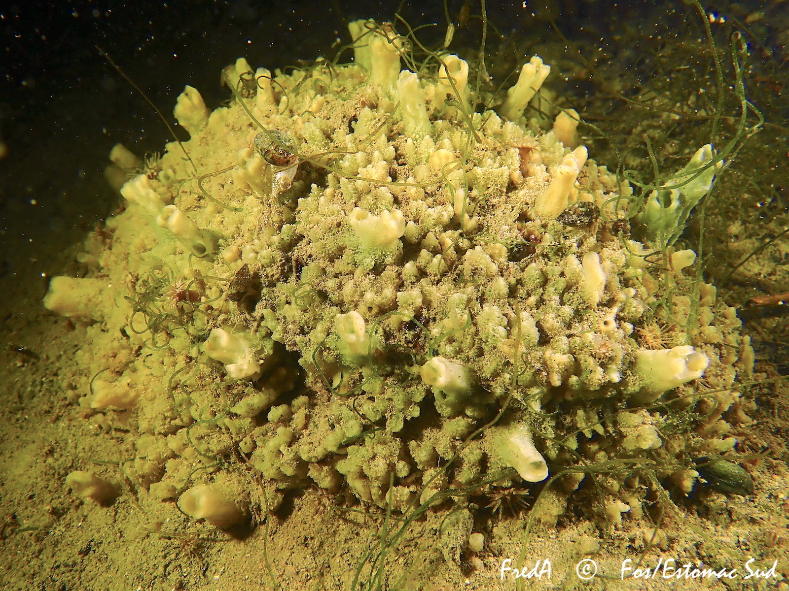 Halichondria bowerbanki Burton, 1930