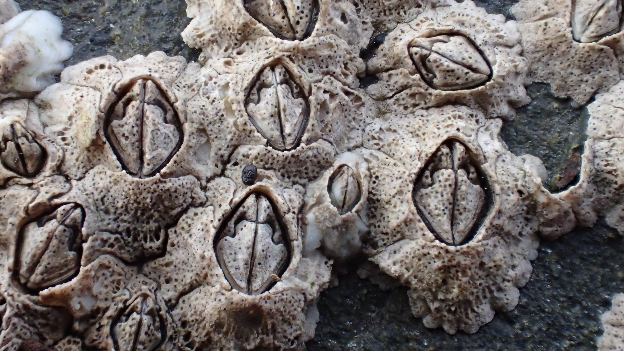 Pyrenocollema Reinke, 1895