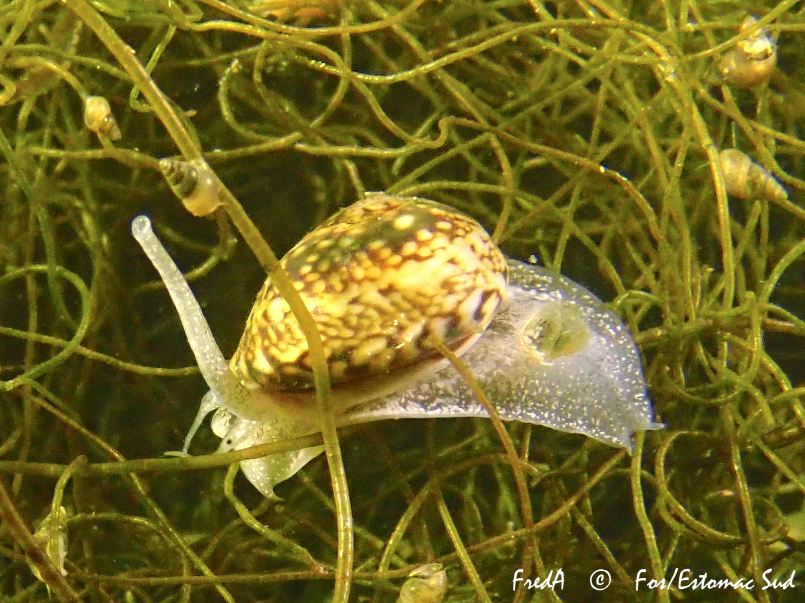 Tritia neritea (Linnaeus, 1758)