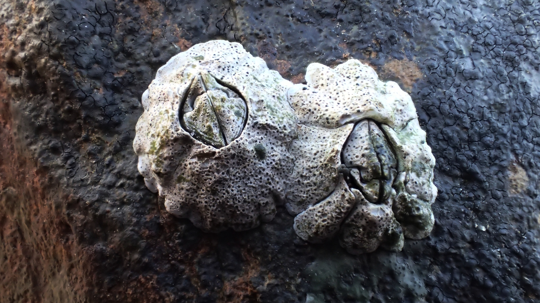 Pyrenocollema Reinke, 1895