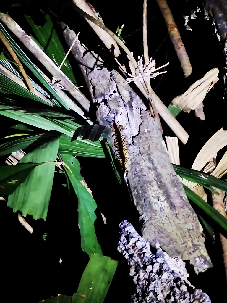 Scolopendra hainanum from 海南省陵水黎族自治县本号镇向星旅行陵水吊罗山房车营地 on February 19, 2023 at 08:14 PM by ...
