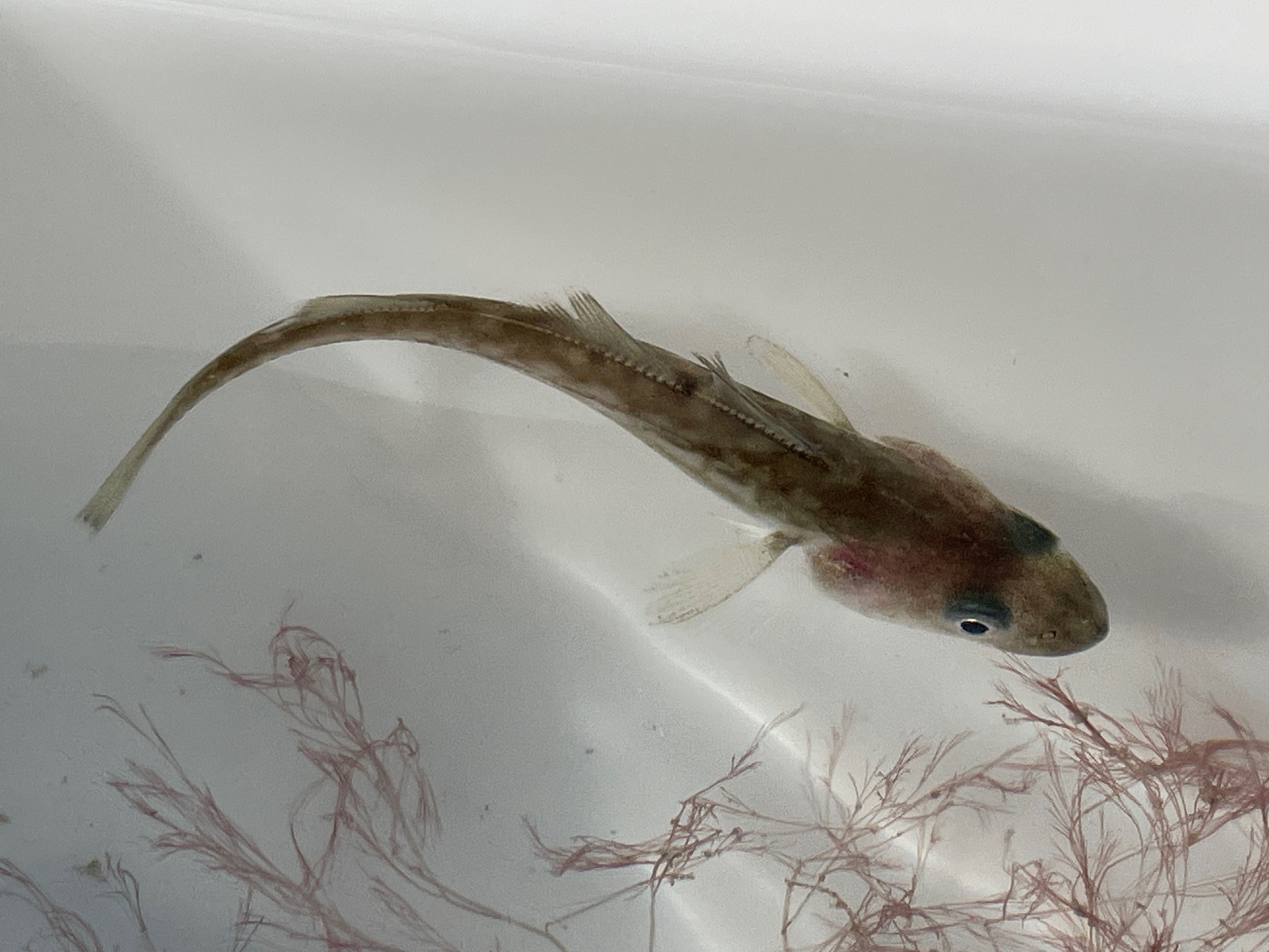 Microgadus Gill, 1865