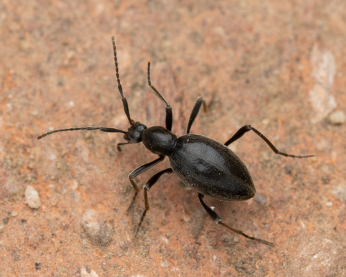 Genus Palaeostigus · iNaturalist