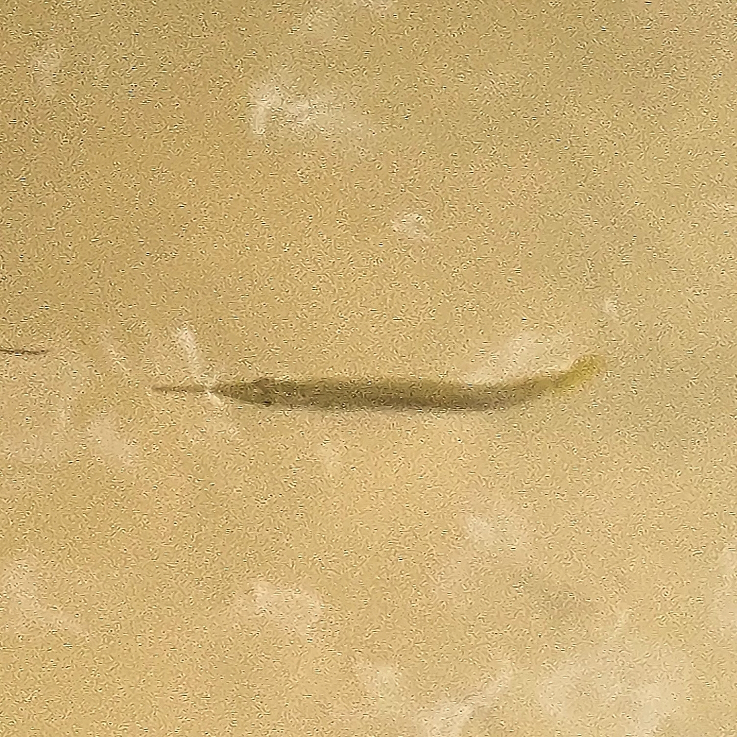 Dermogenys collettei Meisner, 2001