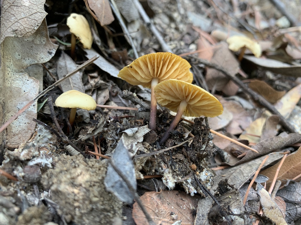 pinwheels and parachute mushrooms from Madera Canyon, AZ, USA on August ...