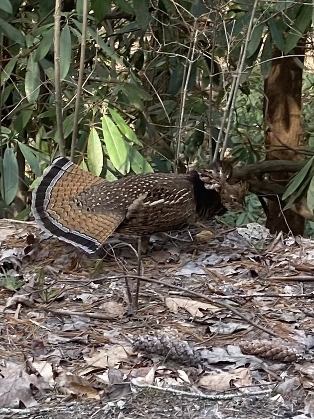 Ruffed Grouse from Tray Mountain Rd, Helen, GA, US on February 19, 2023 ...