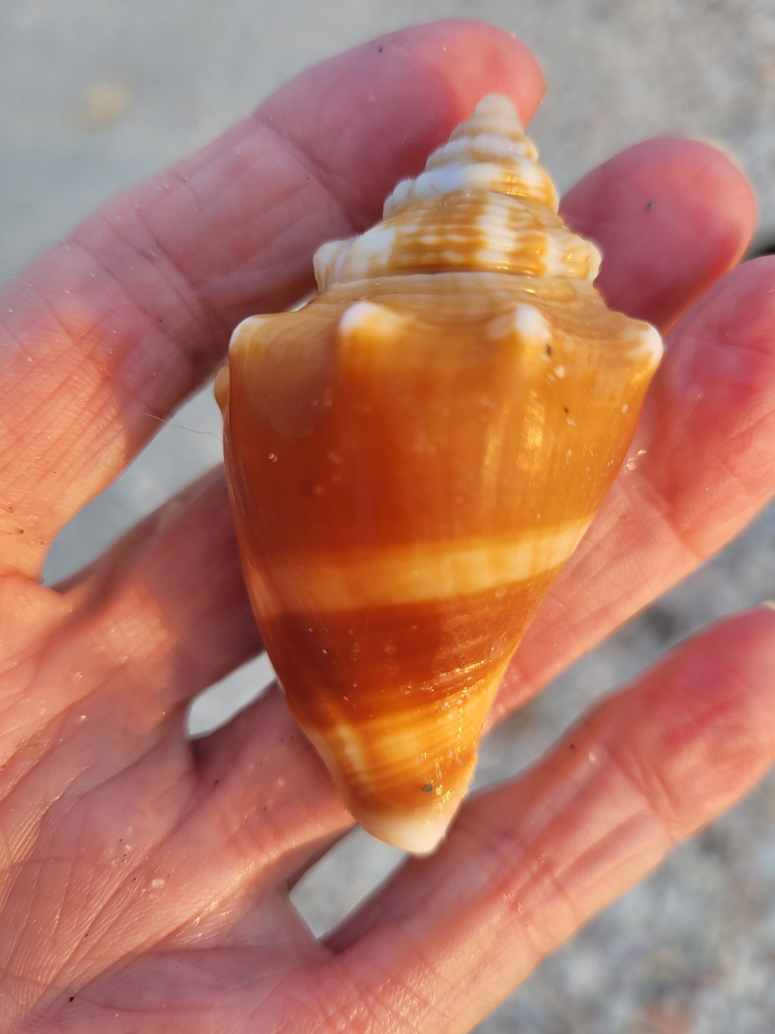 Strombus alatus Gmelin, 1791