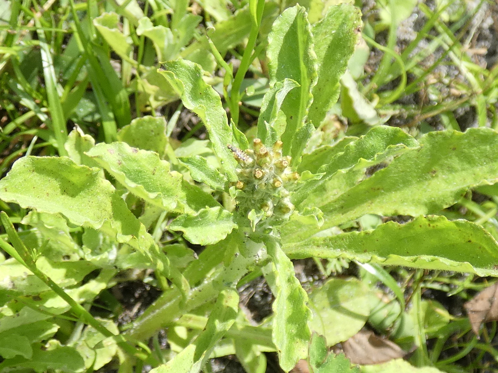 Gamochaeta pensylvanica (Willd.) Cabrera