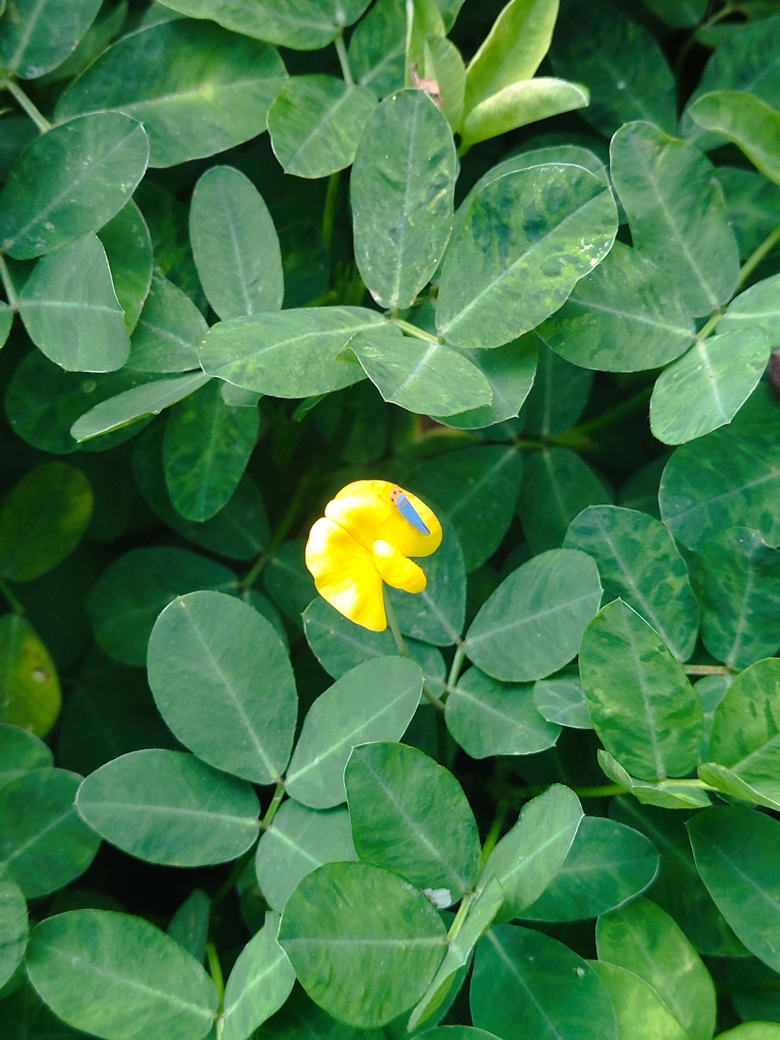 Arachis pintoi Krapov. & W.C.Greg.