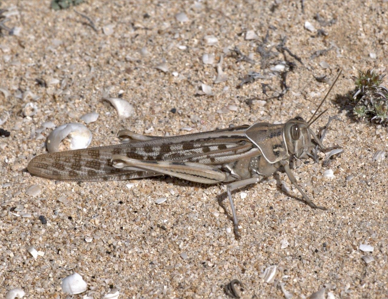 Schistocerca gregaria (Forskål, 1775)