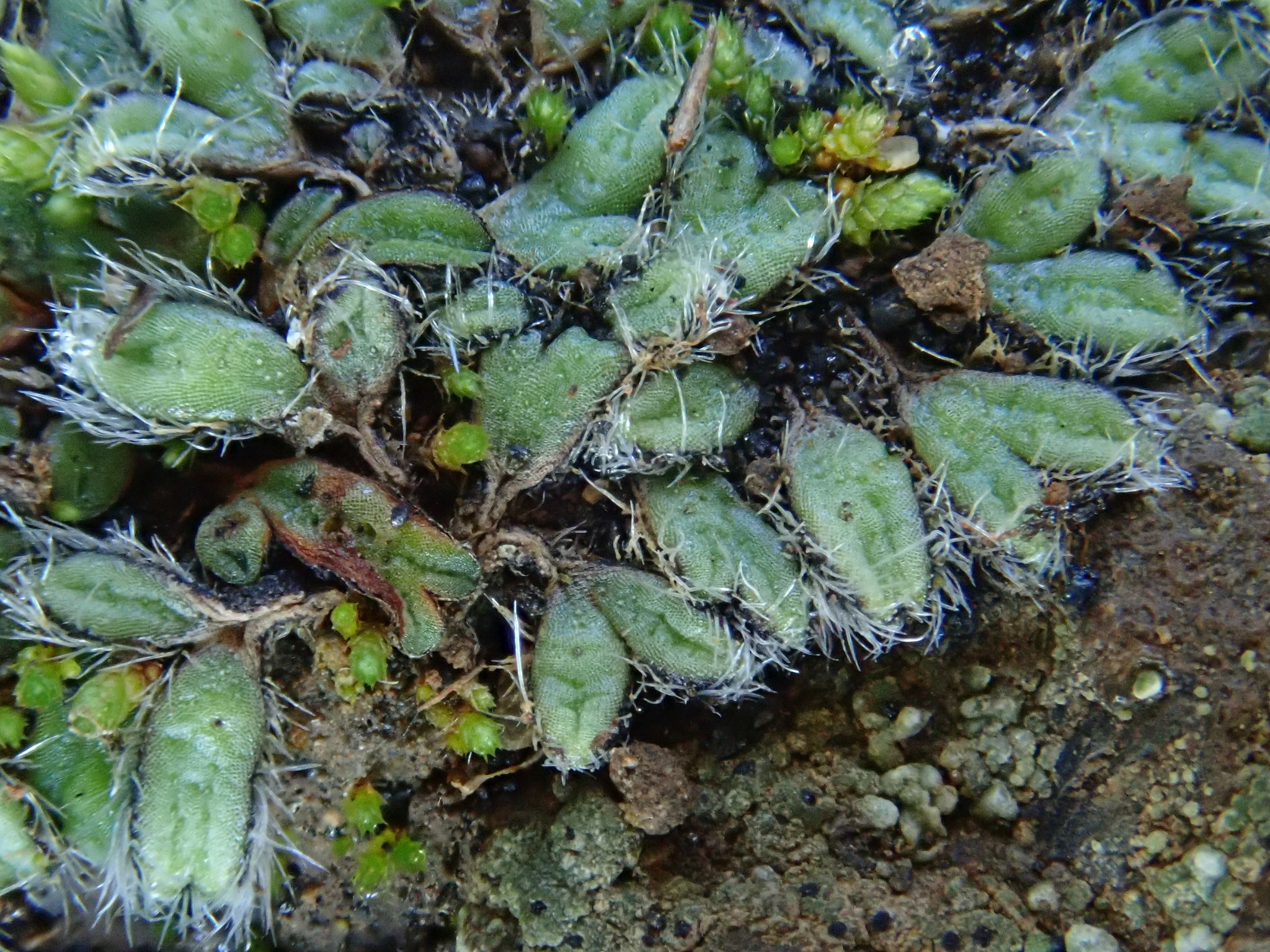 Riccia ciliata Hoffm.