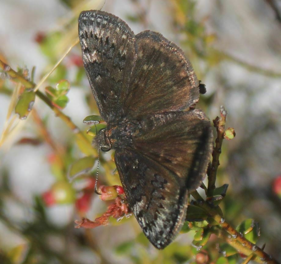 Sleepy Duskywing from Martin County, FL, USA on February 19, 2023 by ...