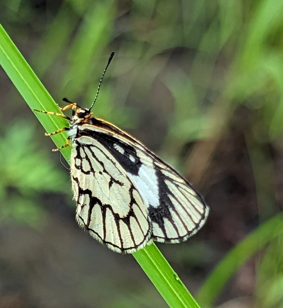 Nyassa Zulu from Lilongwe, Malawi on February 19, 2023 at 08:01 AM by ...