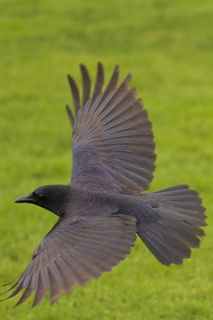 American Crow from Golden Gate National Recreation Area, San Francisco ...