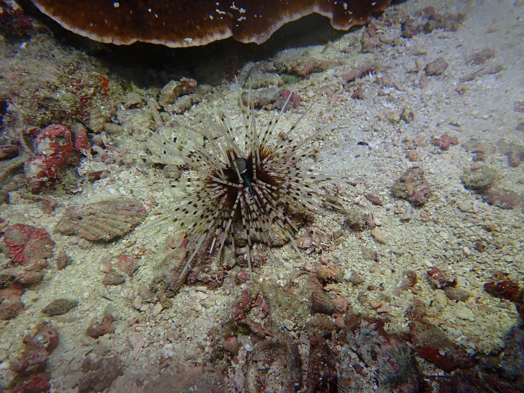 Echinothrix calamaris (Pallas, 1774)