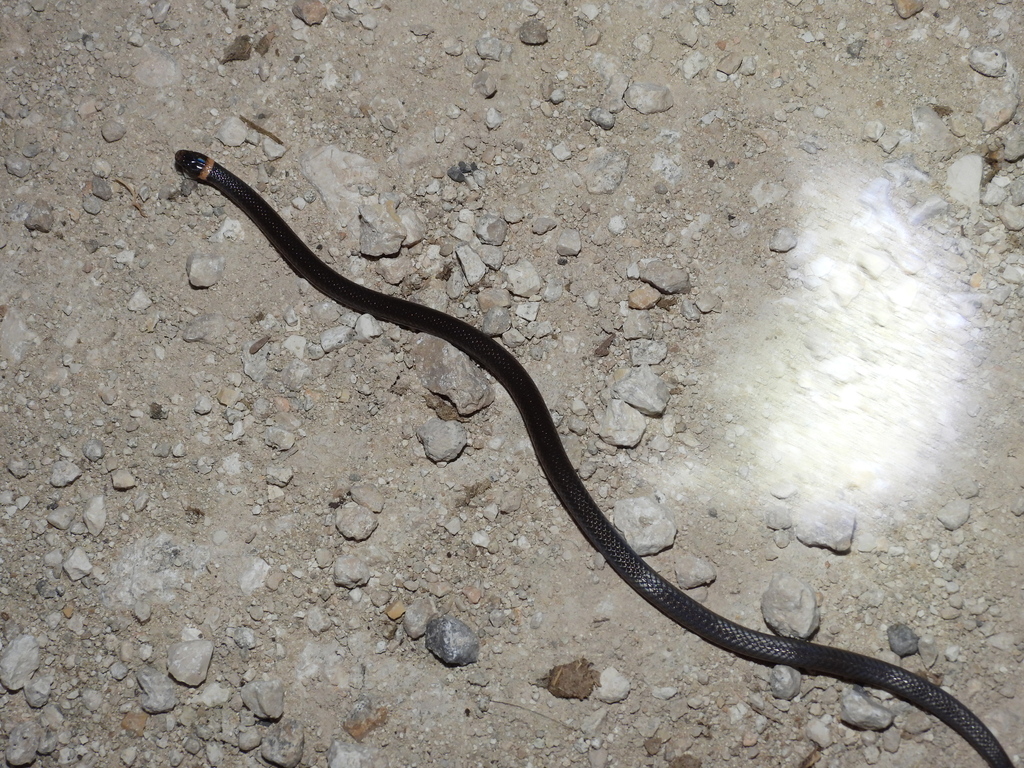 Peten Centipede Snake from Tizimín, Yuc., México on January 19, 2023 at ...