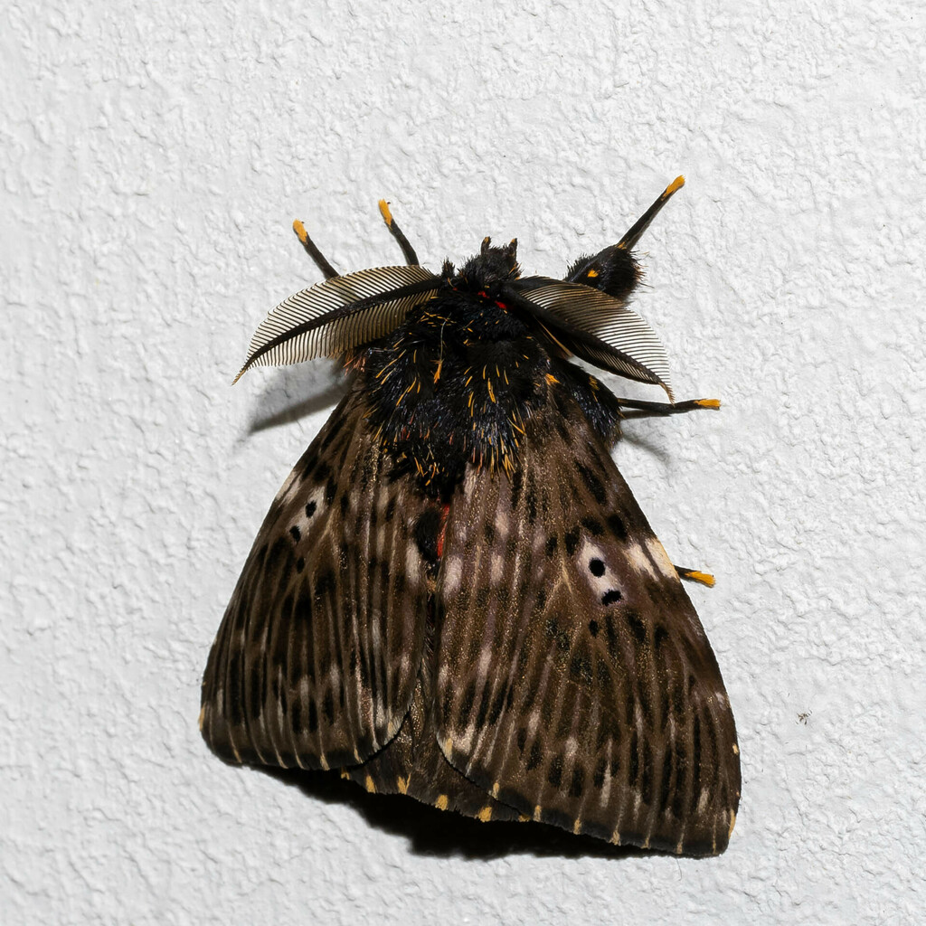 Lymantria barica from Moramanga District, Madagascar on January 29 ...