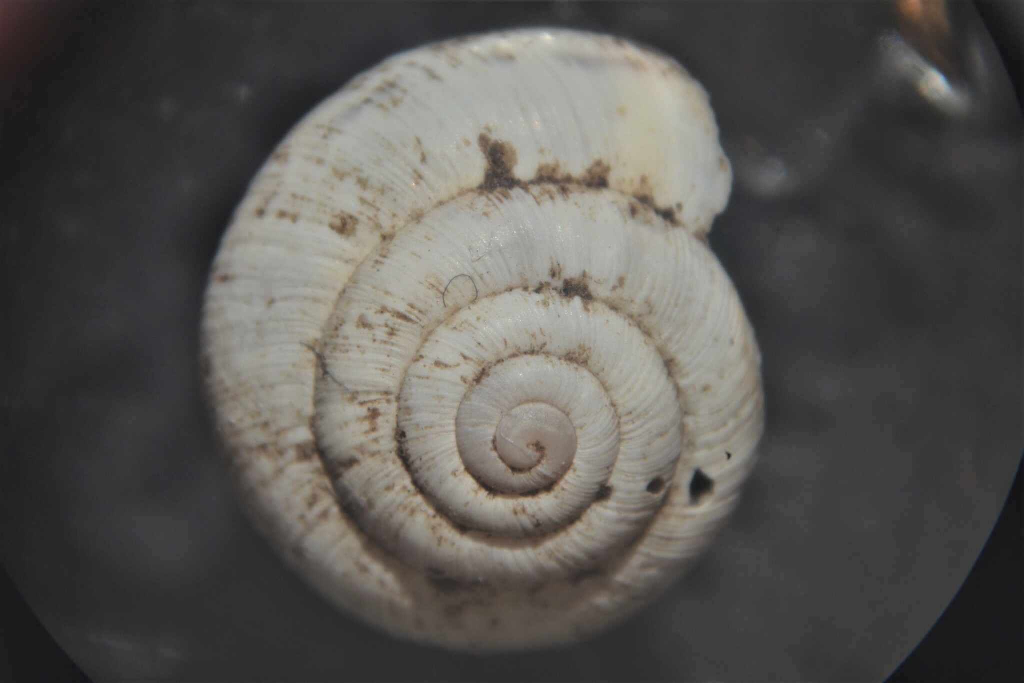 Candidula unifasciata (Poiret, 1801)