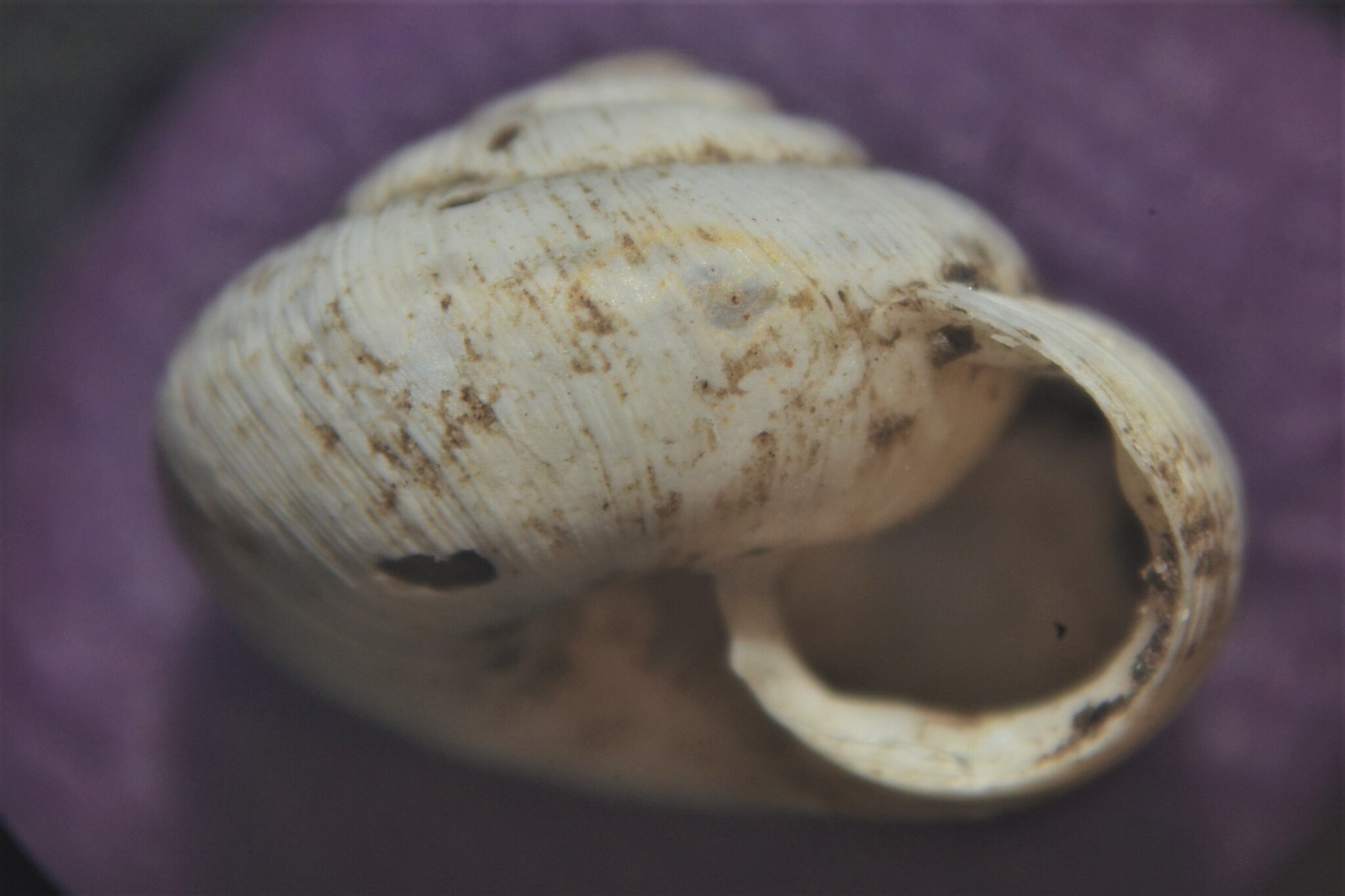 Candidula unifasciata (Poiret, 1801)