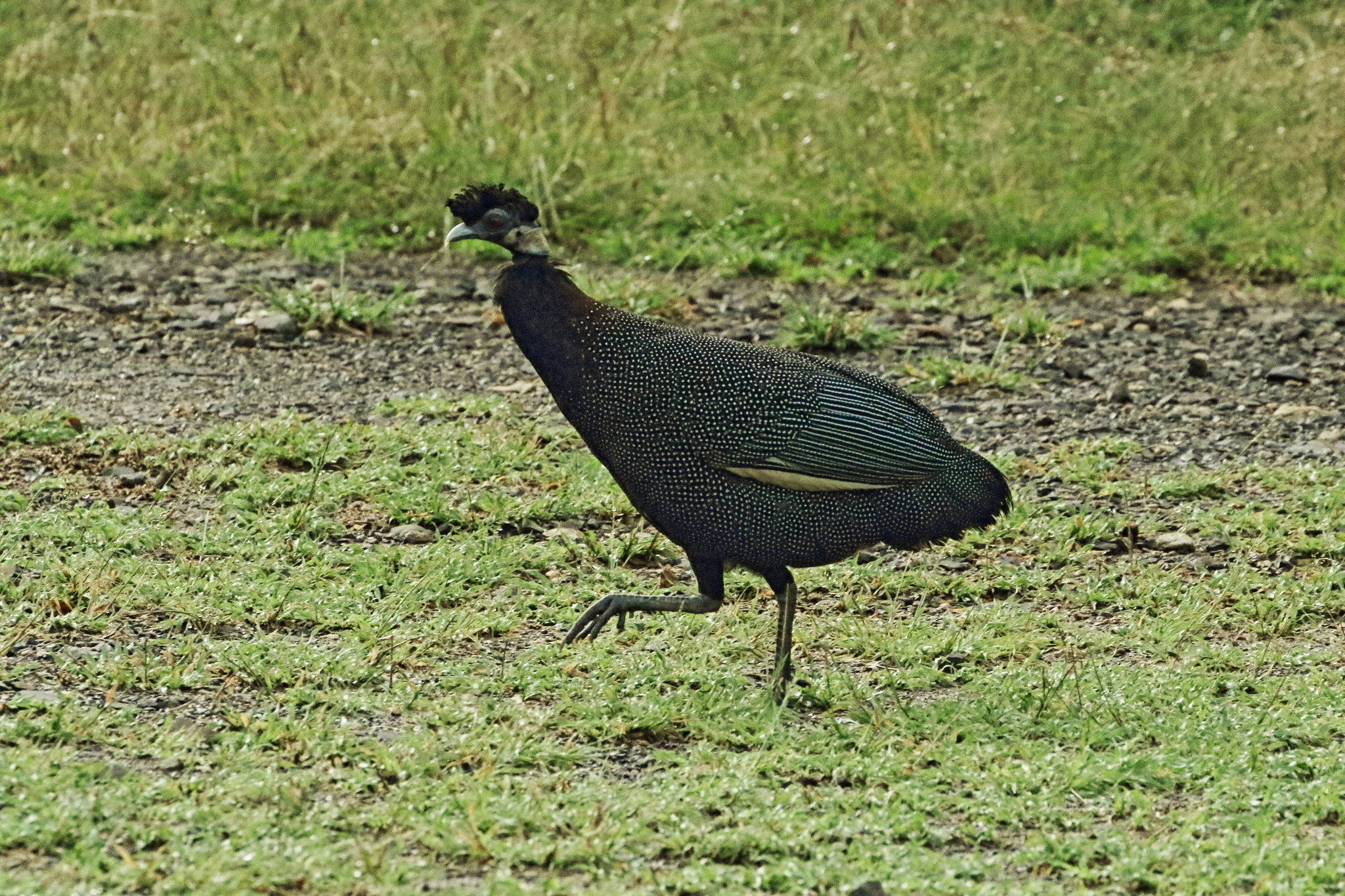 Guttera pucherani (Hartlaub, 1861)
