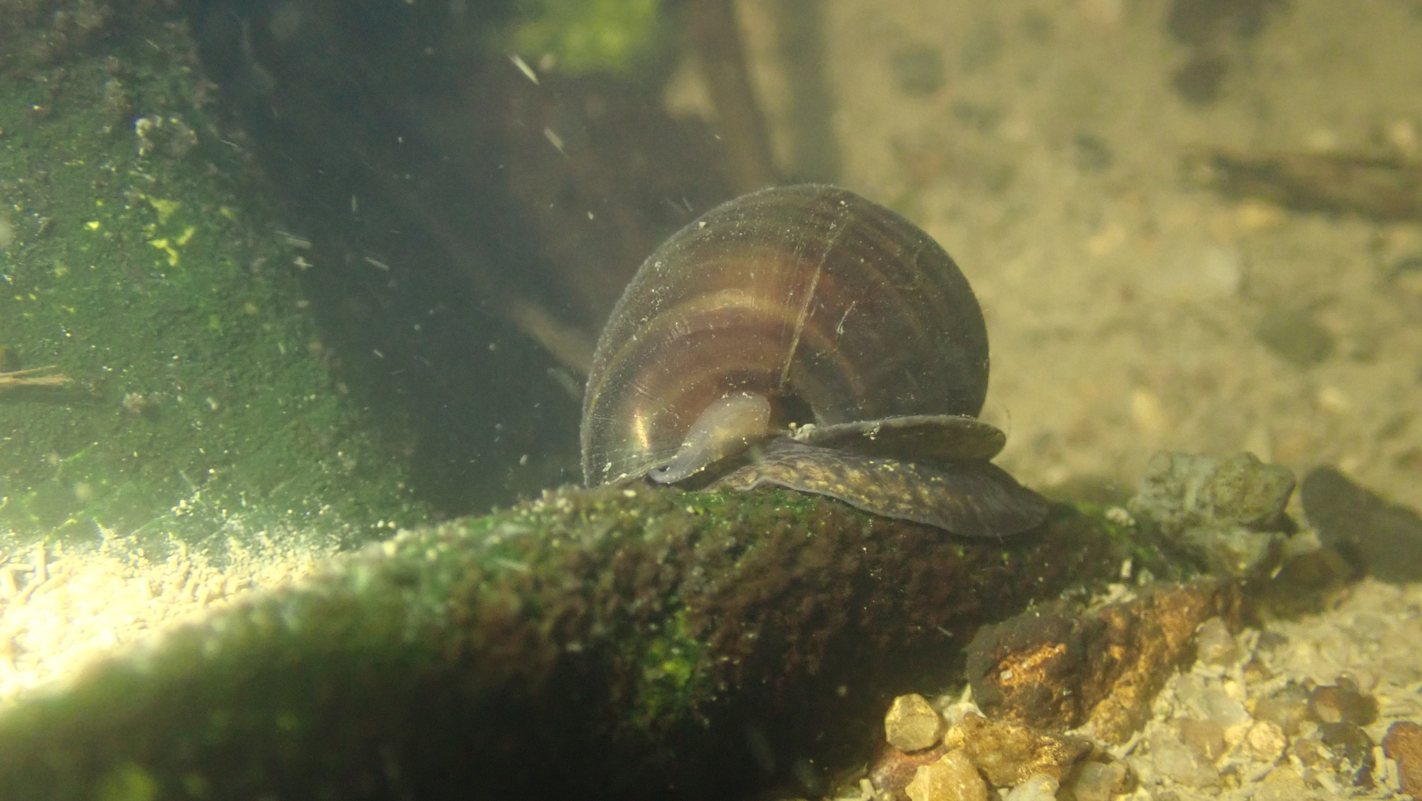 Pomacea canaliculata (Lamarck, 1822)