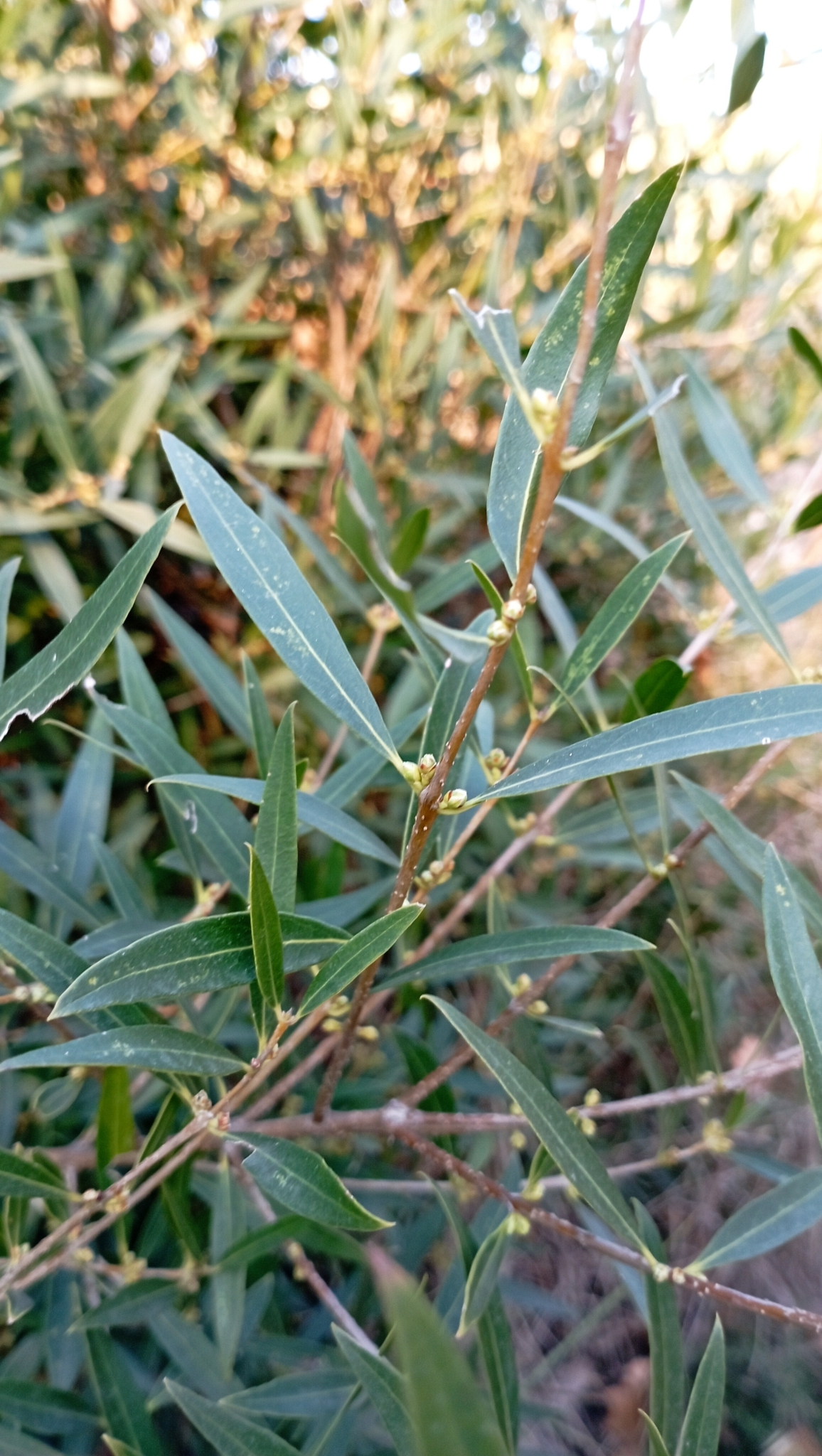 Phillyrea angustifolia L.
