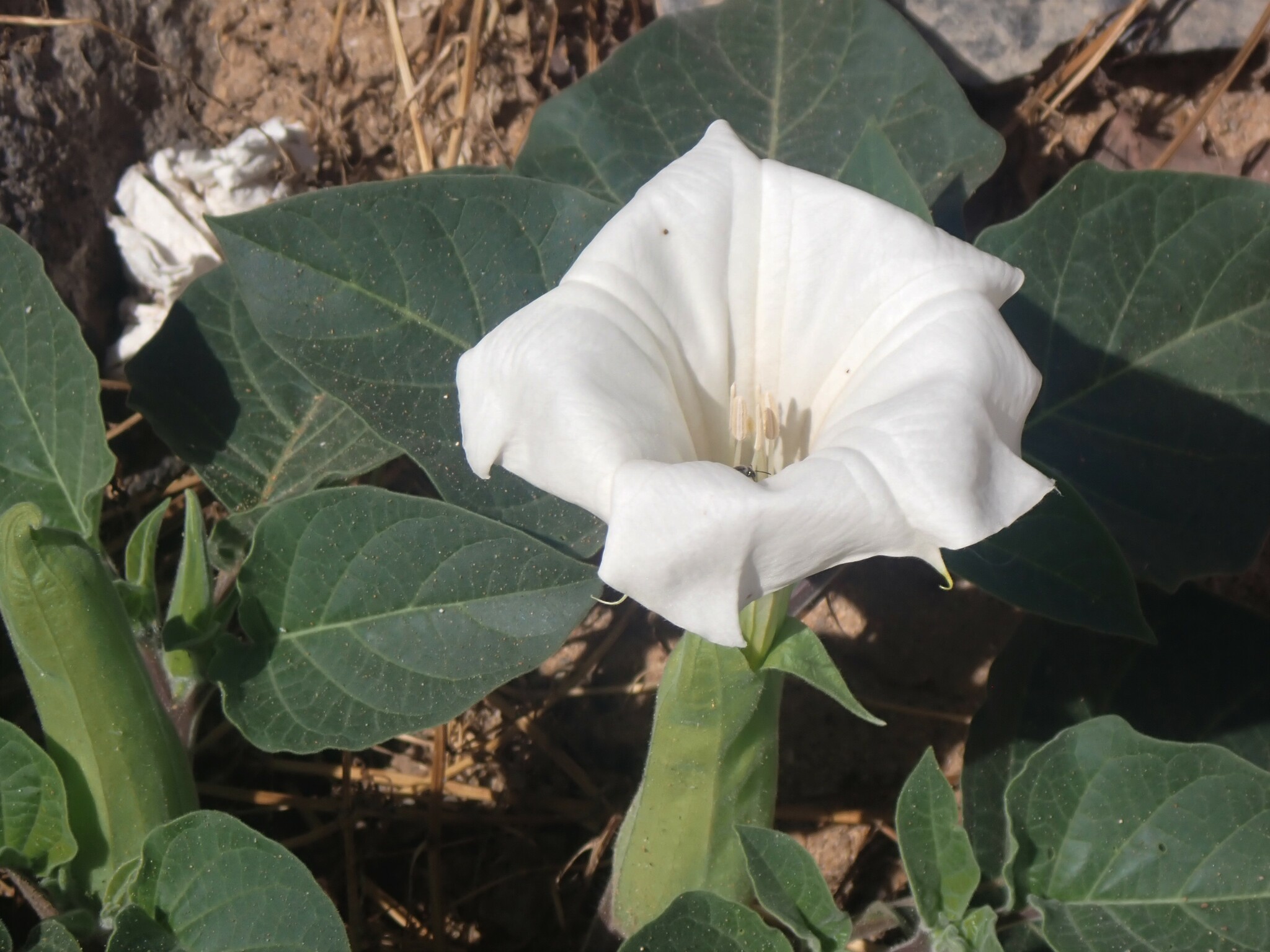 Datura innoxia Mill.