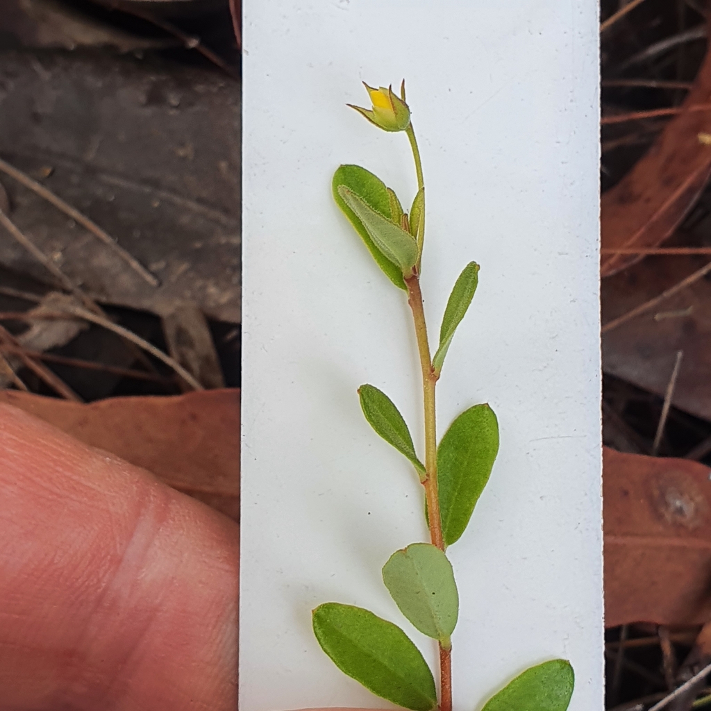 guinea-flowers from Canoelands NSW 2157, Australia on February 19, 2023 ...